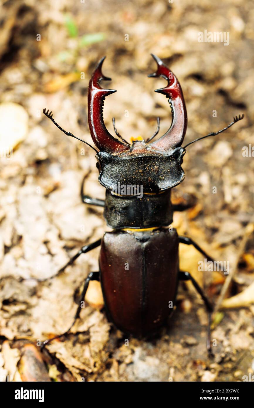 Close-up of rare largest species of european stag beetle standing on ...