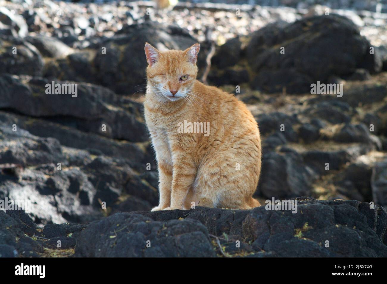 One-eyed ginger cat looking at camera in feral cat colony on Hawaiian ...