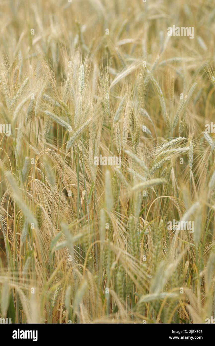 Ripe golden Wheat field closeup Stock Photo - Alamy