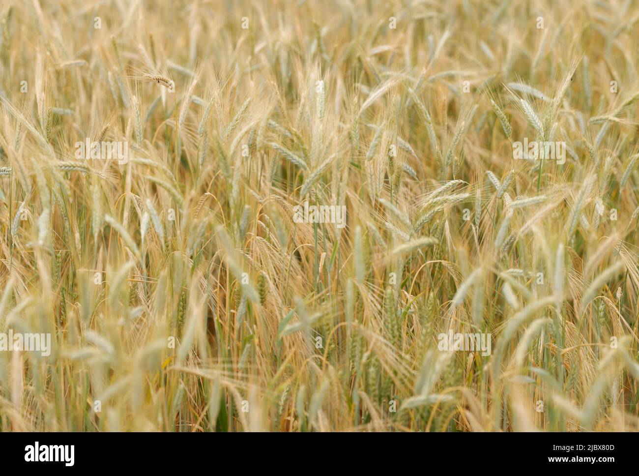 Closeup waving wheat hi-res stock photography and images - Alamy