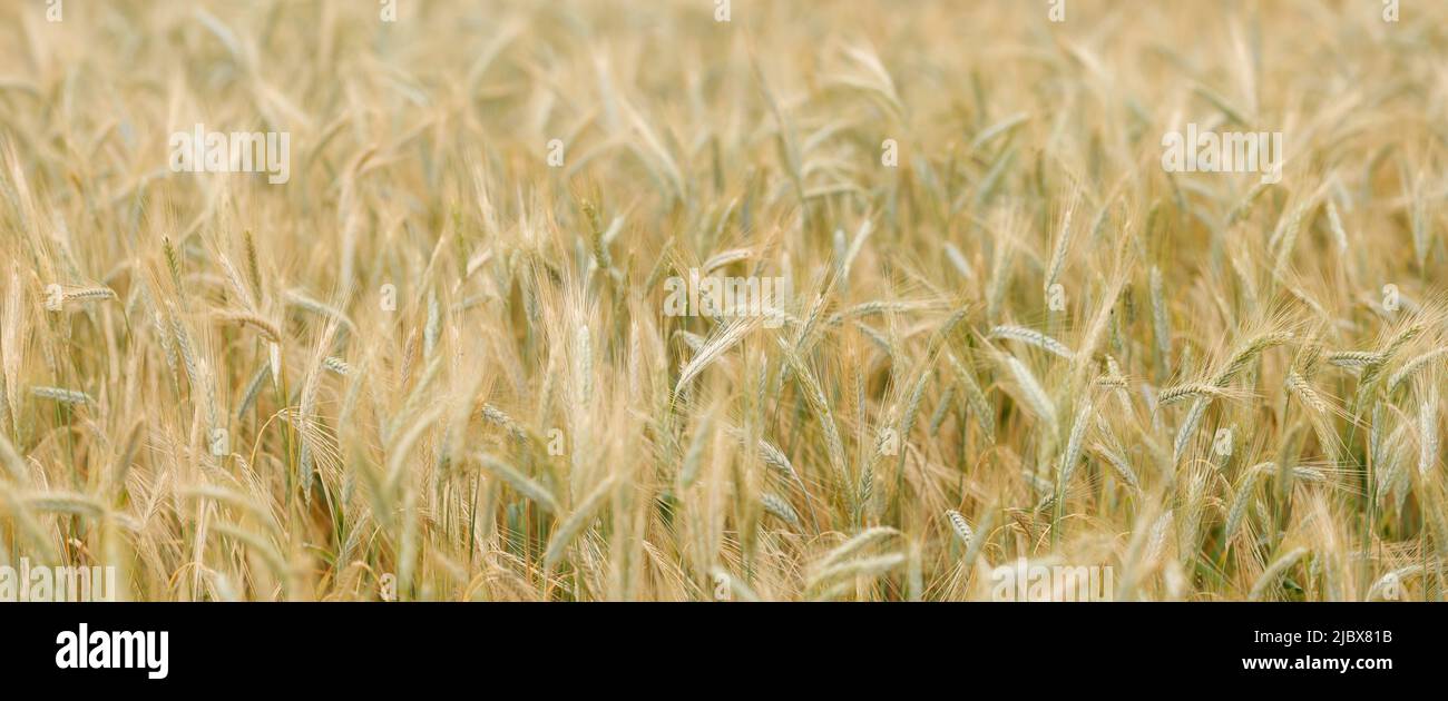 Closeup waving wheat hi-res stock photography and images - Alamy