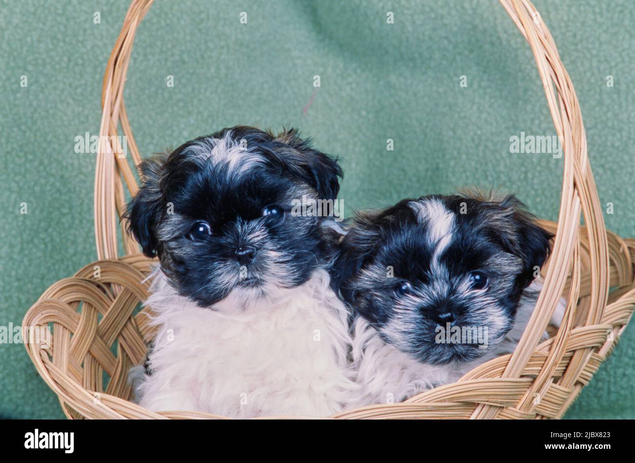 Two shih tzu puppies in a basket Stock Photo - Alamy