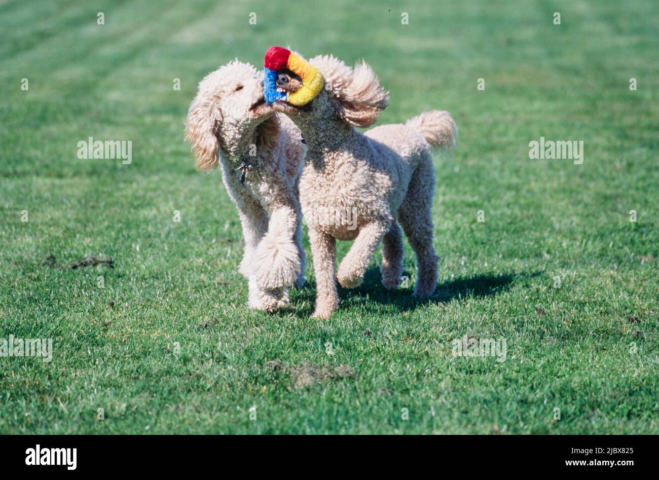 Keeping green hi-res stock photography and images - Alamy