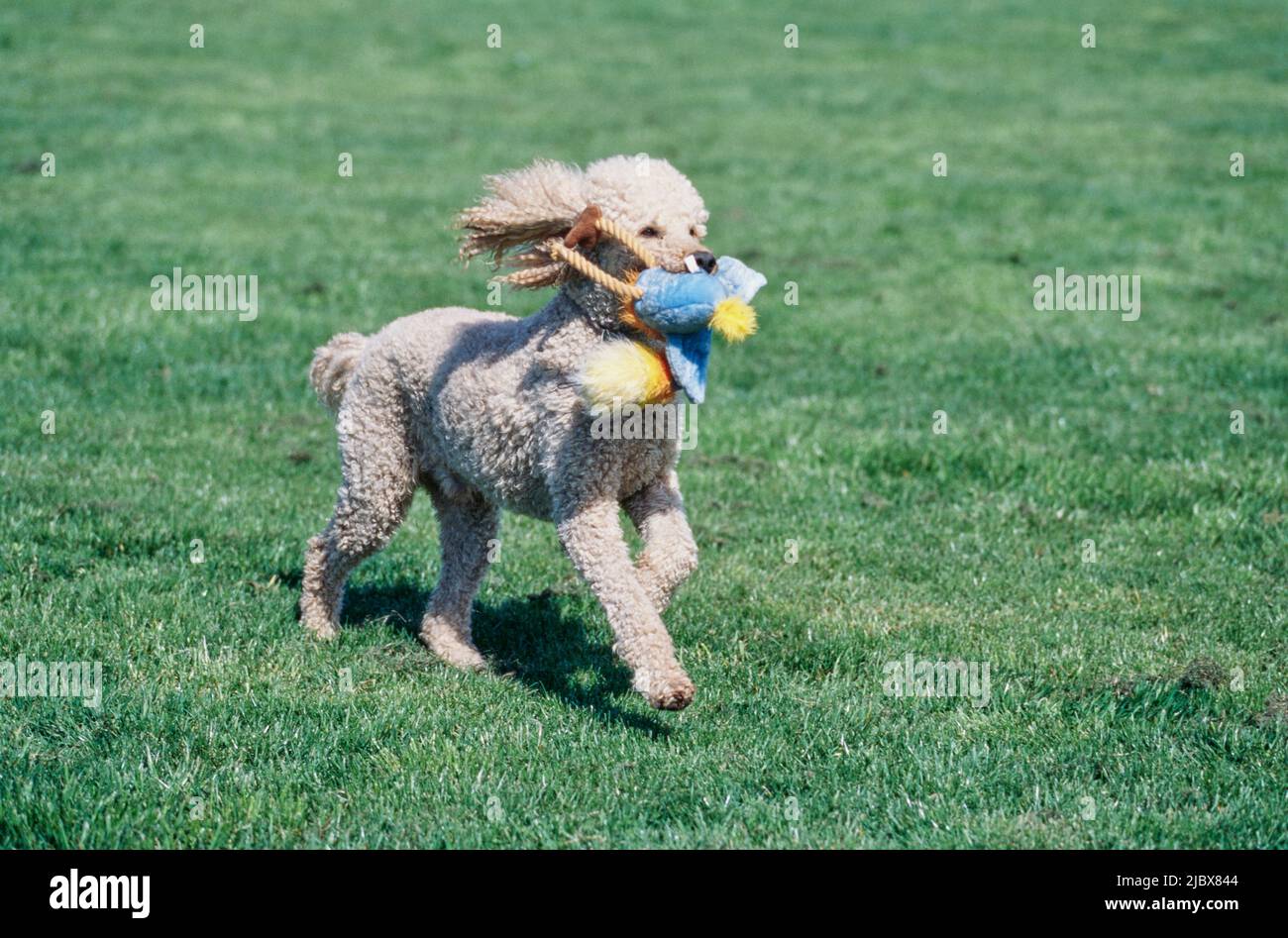 A standard poodle running through a green field with a toy in its mouth ...