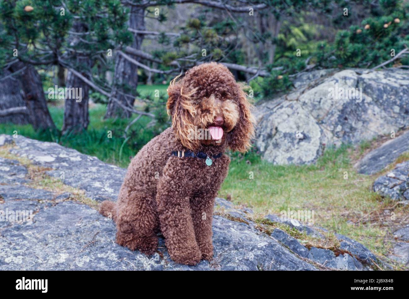 A standard poodle sitting on a large rock Stock Photo - Alamy