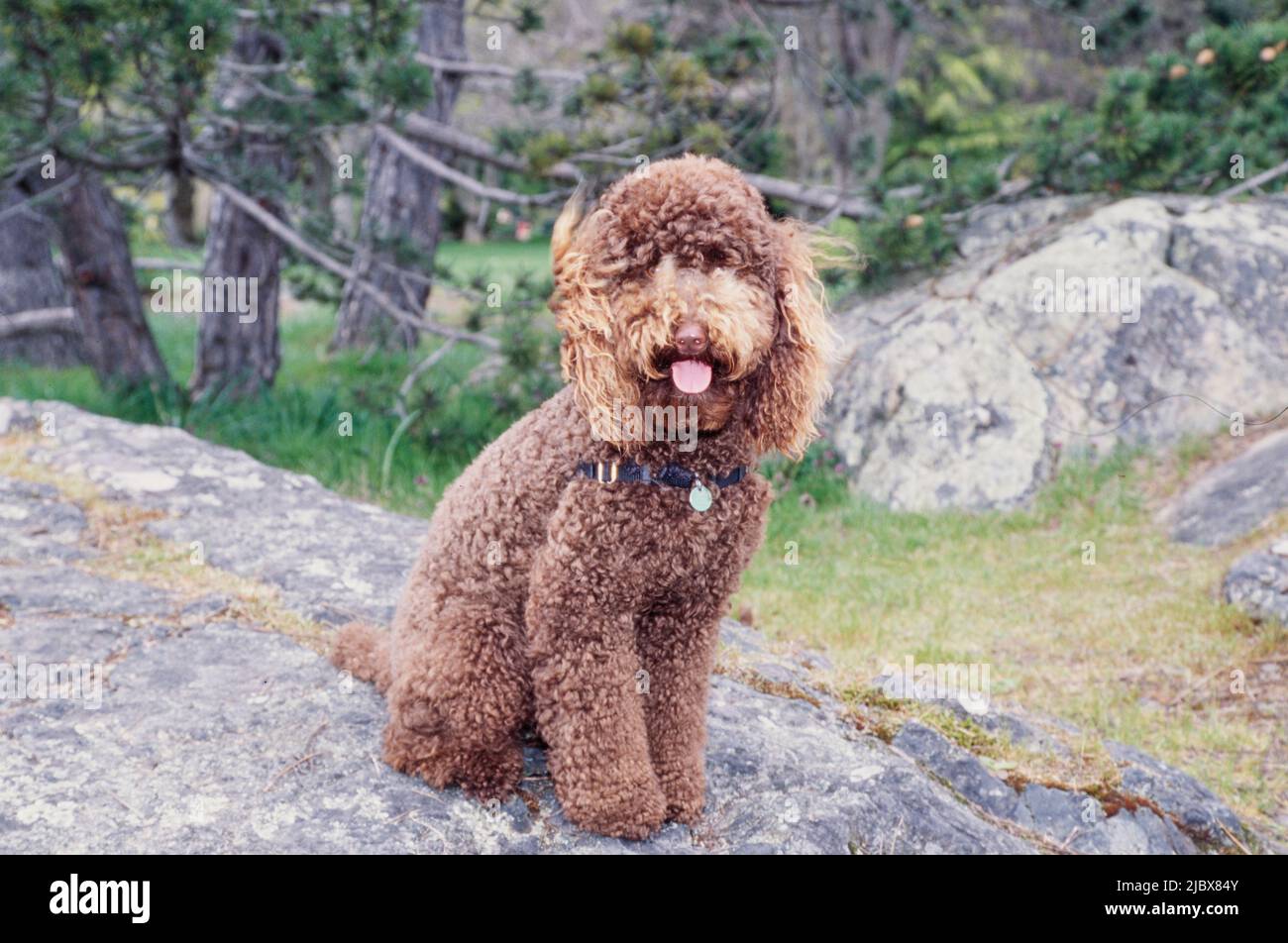 Large poodles hi-res stock photography and images - Alamy
