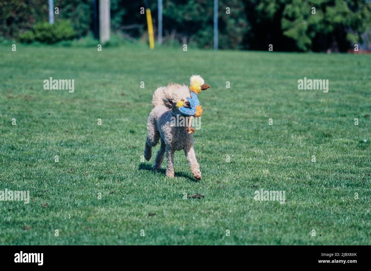 A standard poodle running through a green field with a toy in its mouth ...