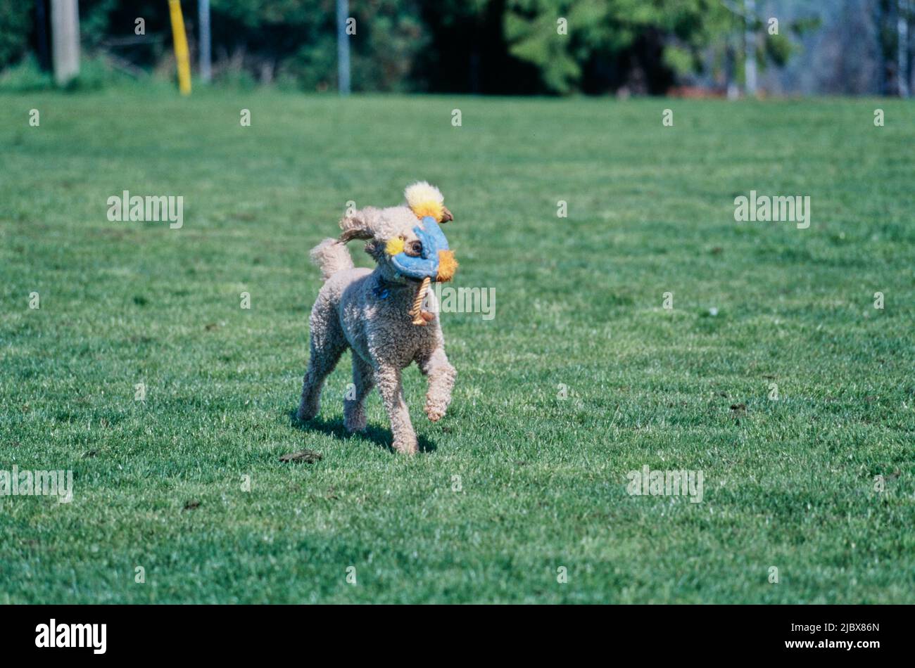 A standard poodle running through a green field with a toy in its mouth ...