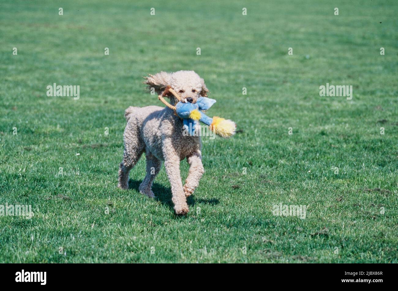 A standard poodle running through a green field with a toy in its mouth ...