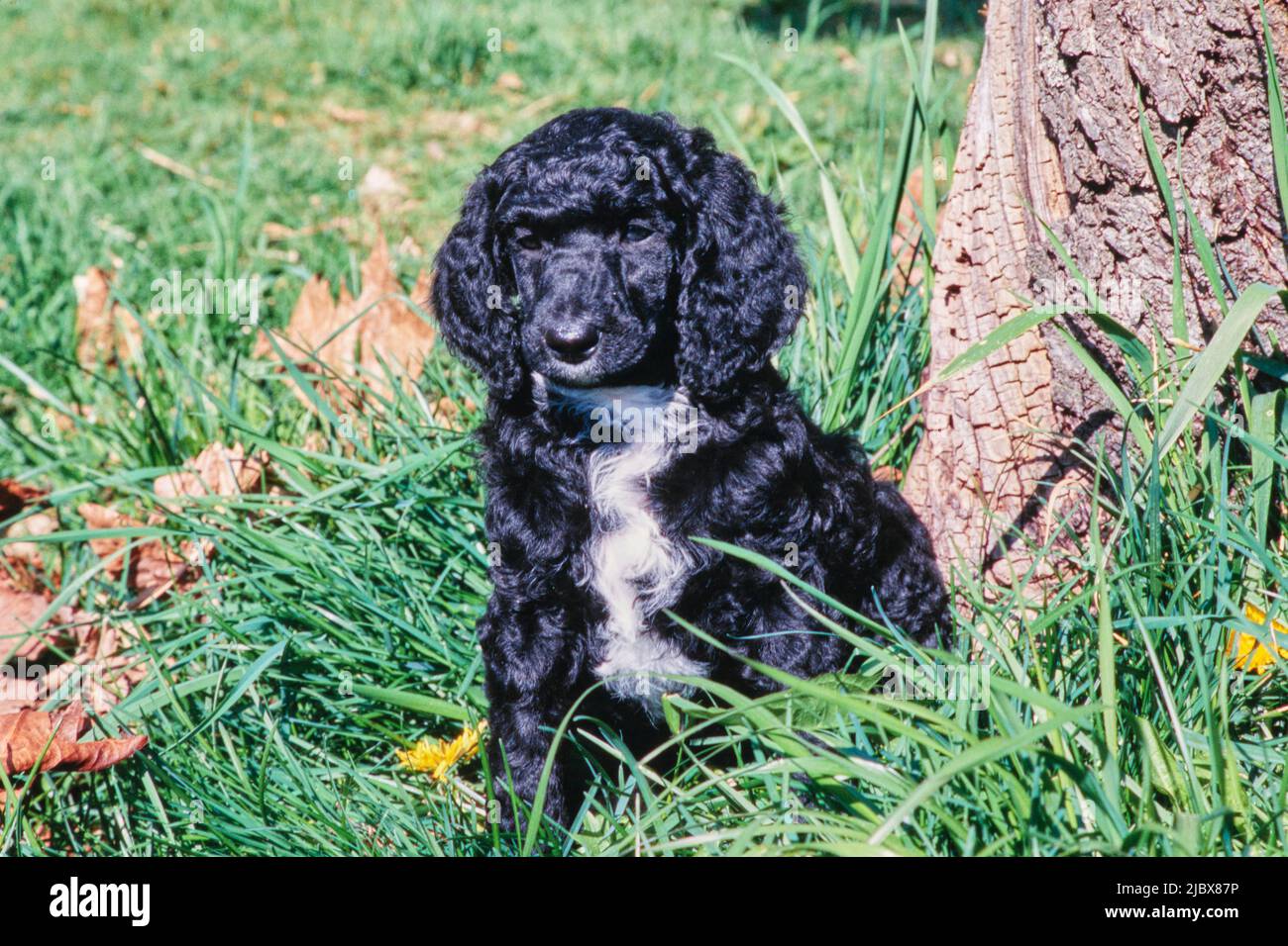 A standard poodle puppy in tall grass at the base of a tree Stock Photo ...