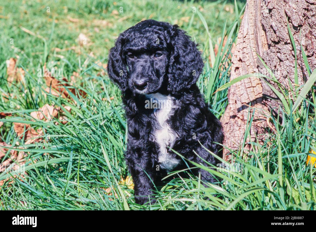A standard poodle puppy in tall grass at the base of a tree Stock Photo ...