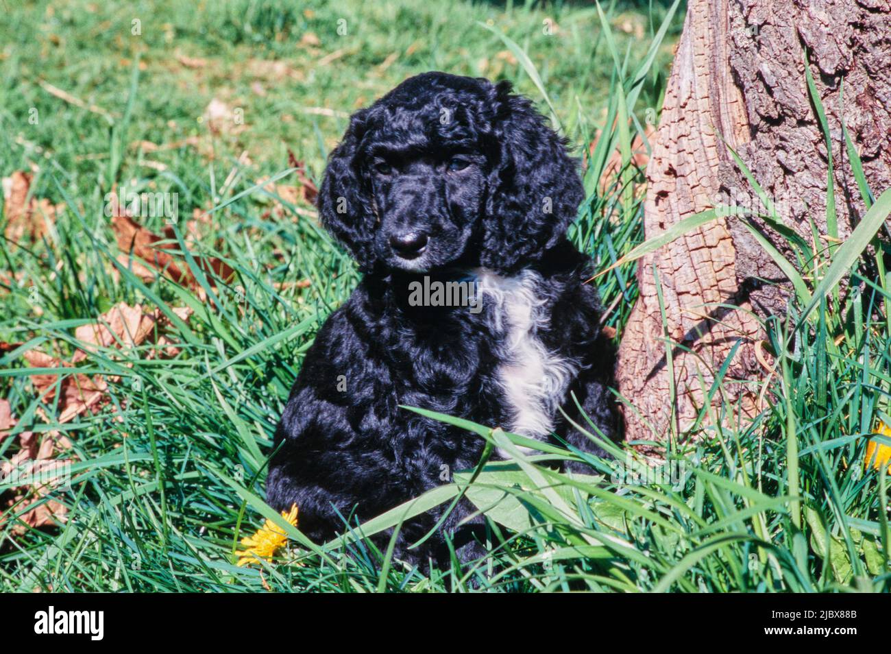 A standard poodle puppy in tall grass at the base of a tree Stock Photo ...