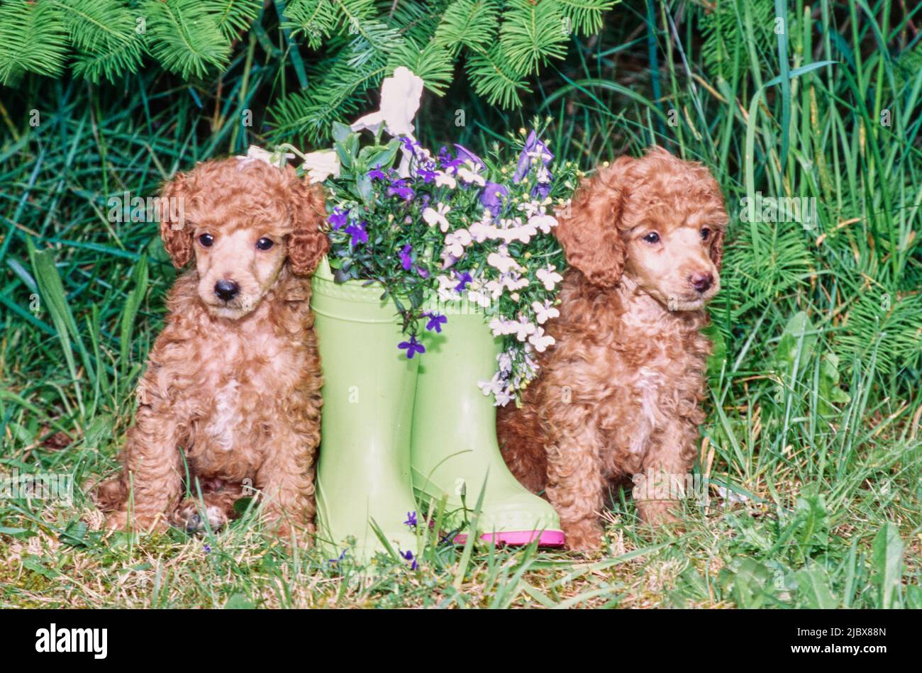 Are Poodles Better In Pairs