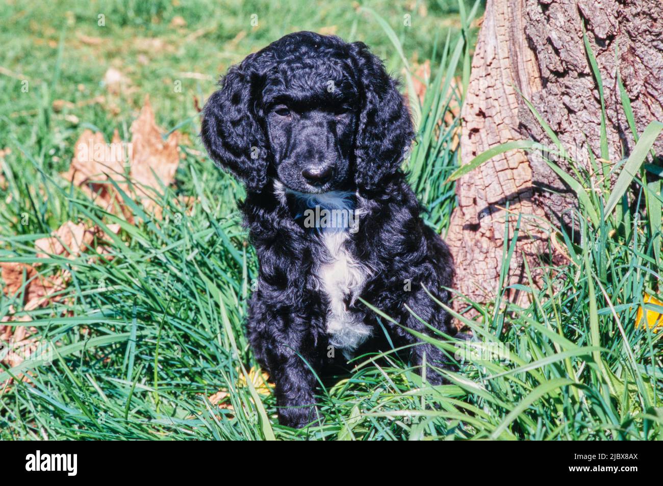 A standard poodle puppy in tall grass at the base of a tree Stock Photo ...