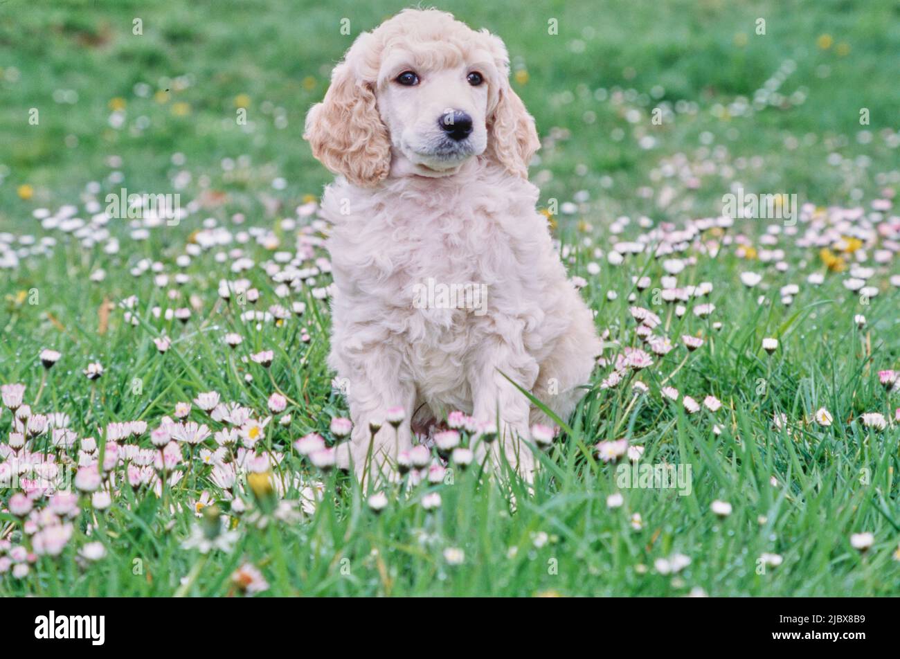 A standard poodle puppy in a field of grass and wildflowers Stock Photo ...