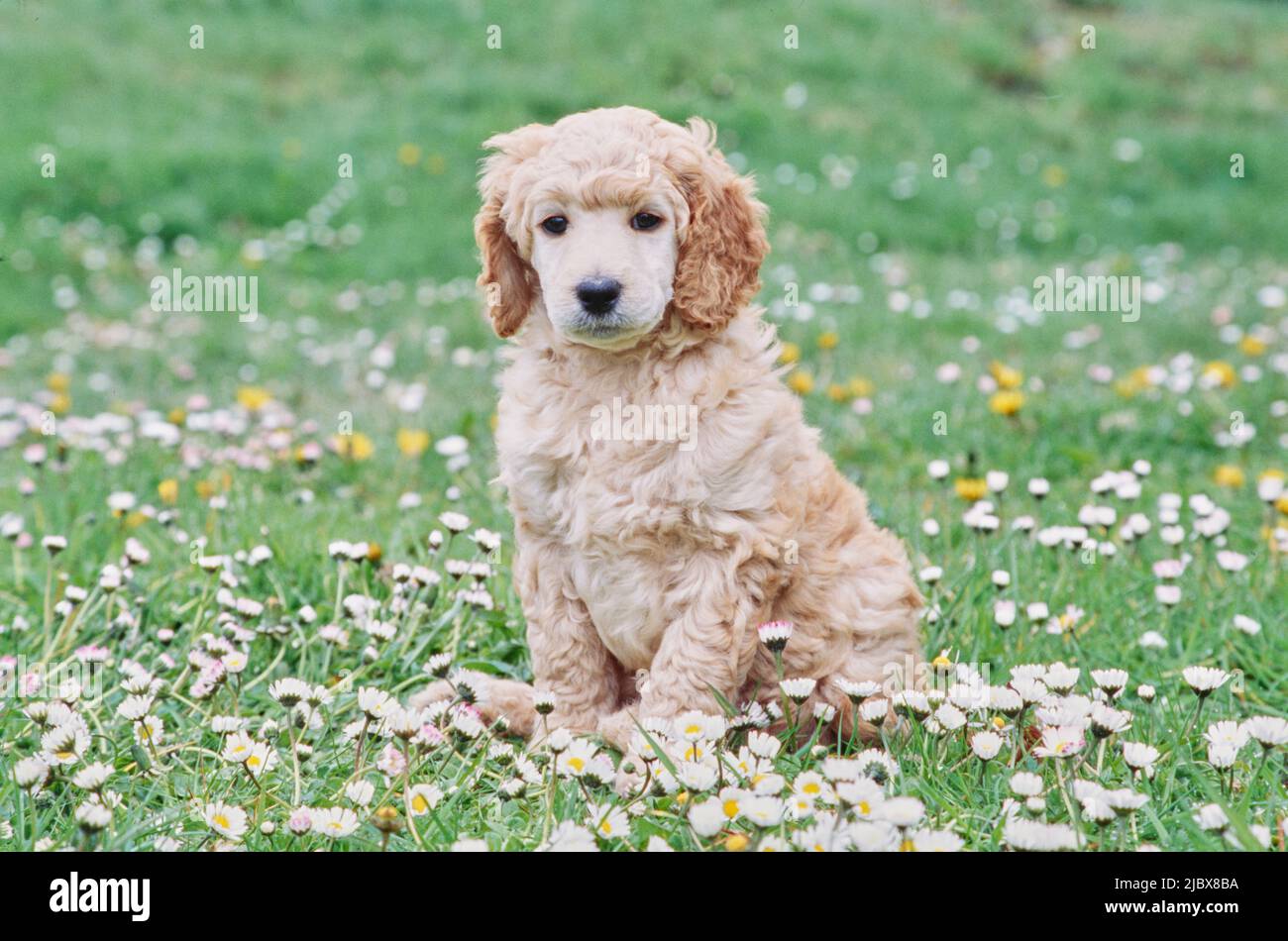 A standard poodle puppy in a field of grass and wildflowers Stock Photo ...