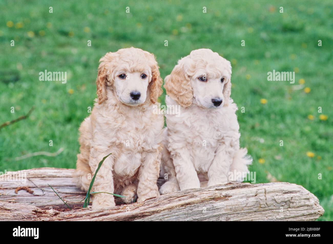 Standard poodle puppies hi-res stock photography and images - Alamy
