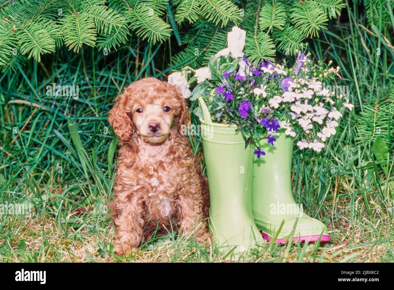 A standard poodle puppy sitting next to a pair of boots with flowers in ...