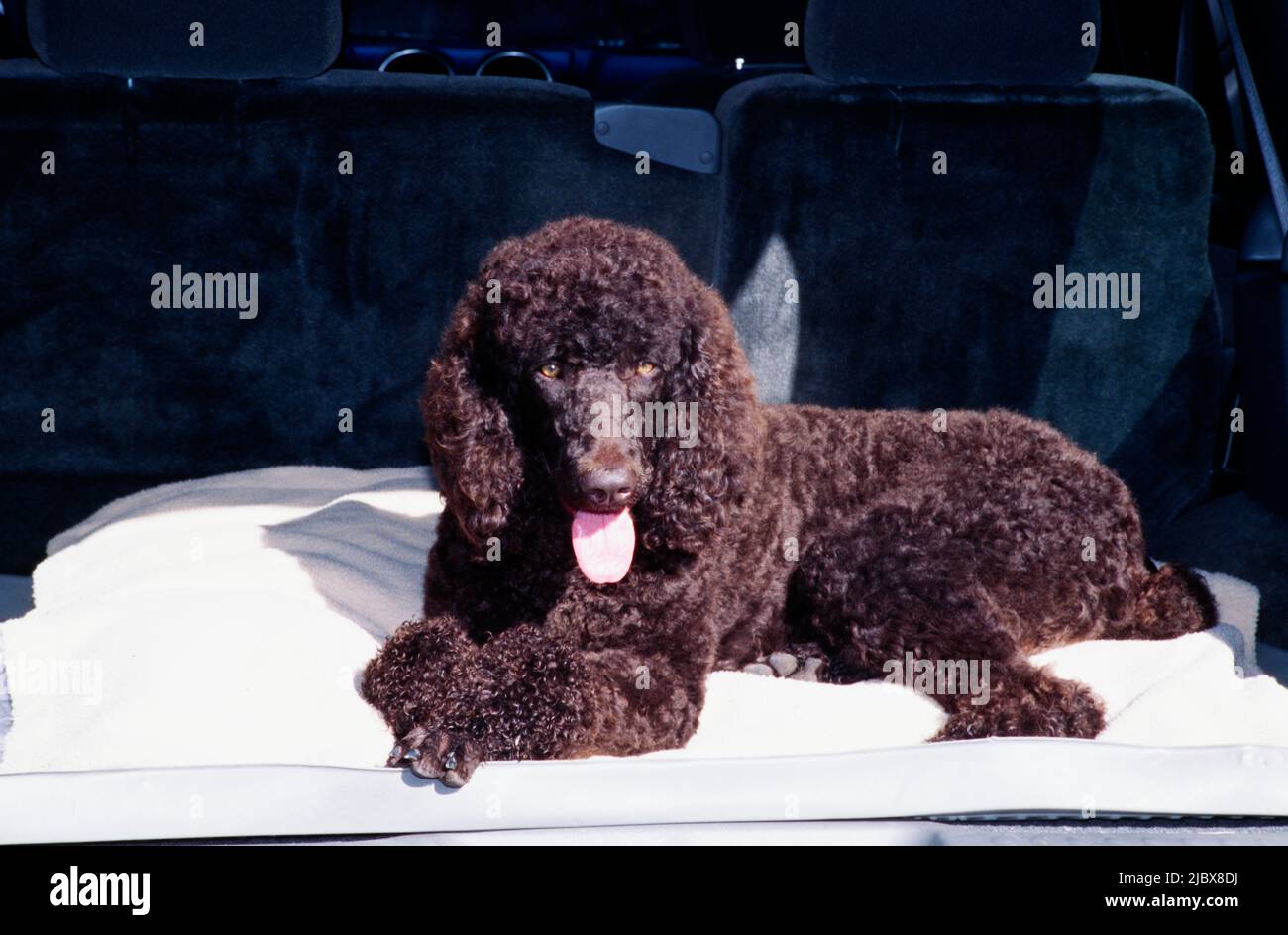 Poodle dog back hi-res stock photography and images - Alamy