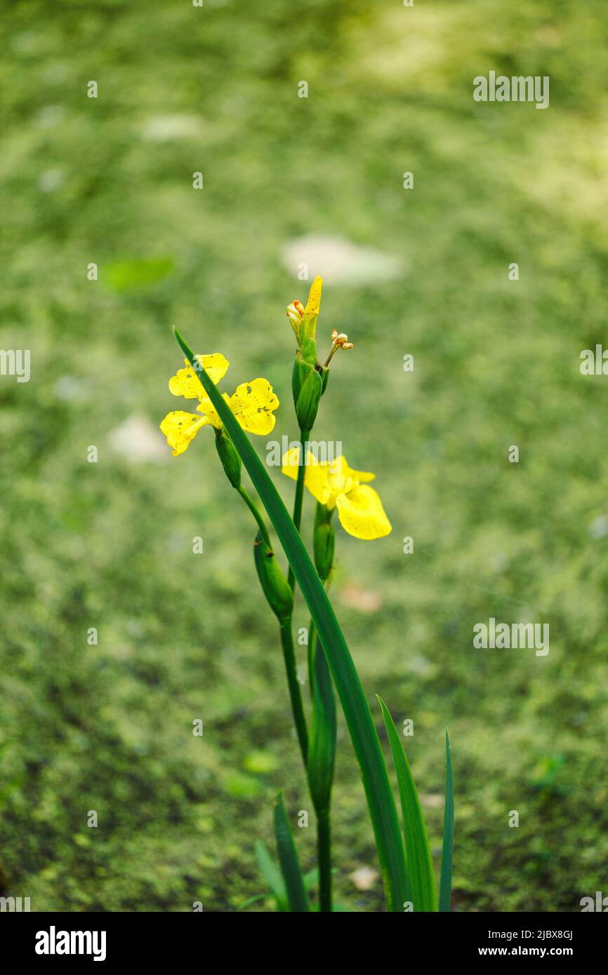 Yellow Iris pseudacorus, yellow flag, yellow iris, water flag ...