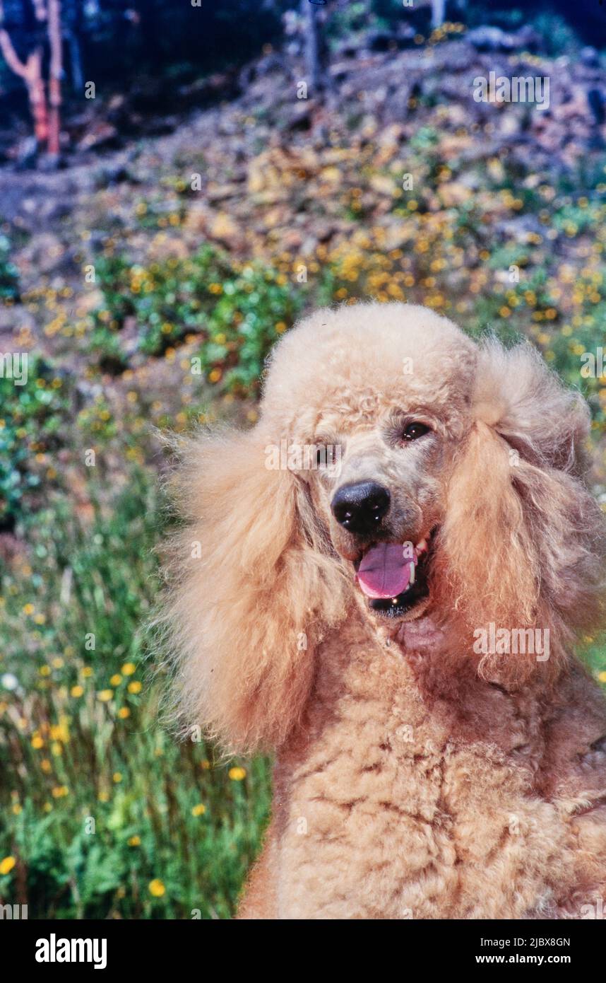Close-up of a standard poodle with flowers in the background Stock ...