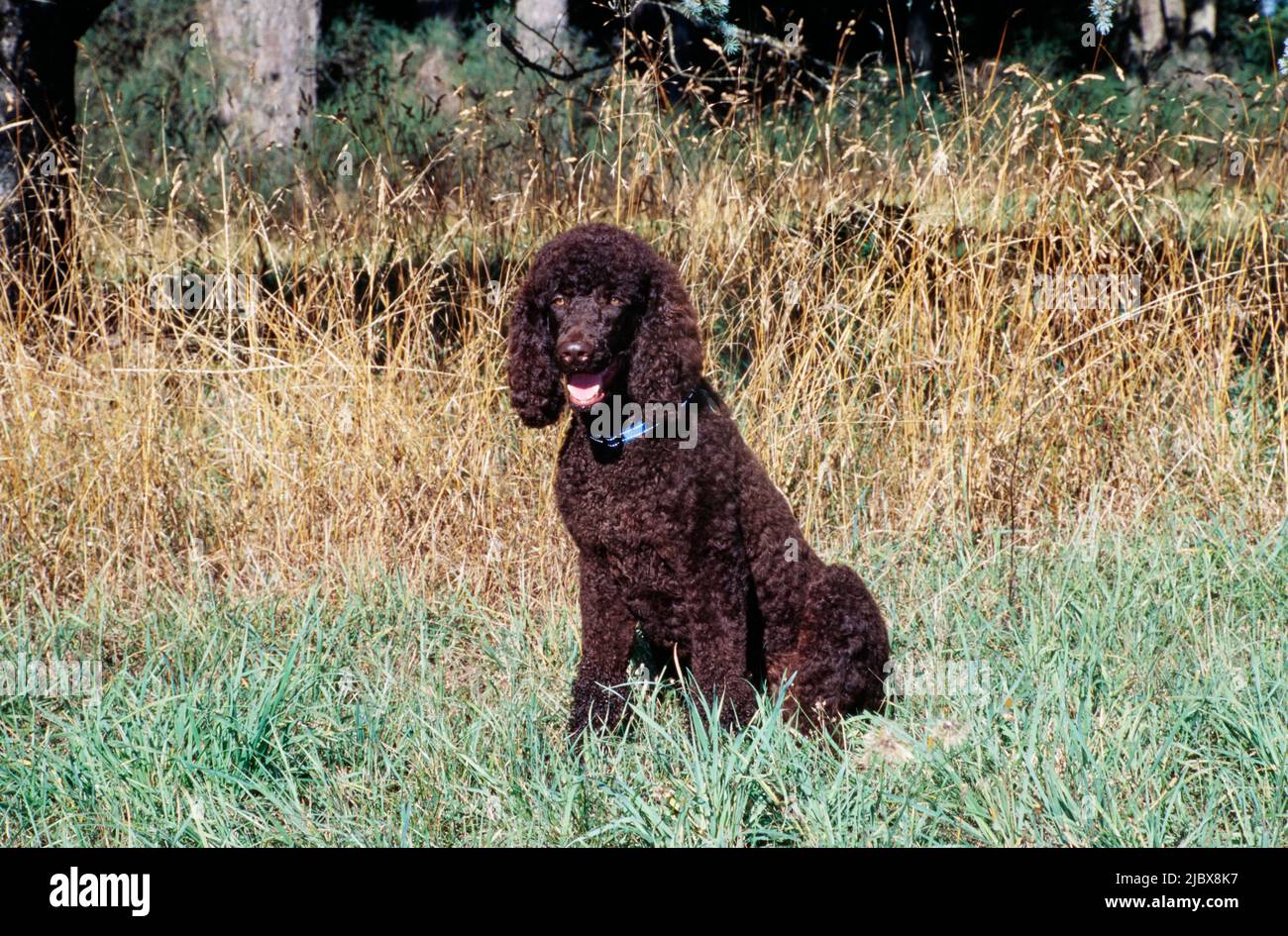 A standard poodle sitting in a field of tall grass Stock Photo - Alamy