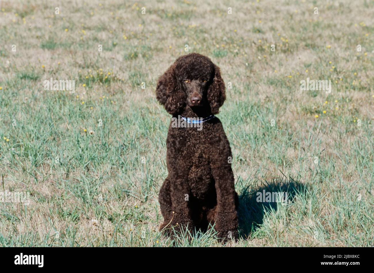 A standard poodle sitting in a field of grass Stock Photo - Alamy