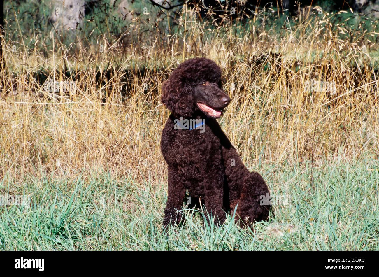 A standard poodle sitting in a field of tall grass Stock Photo - Alamy