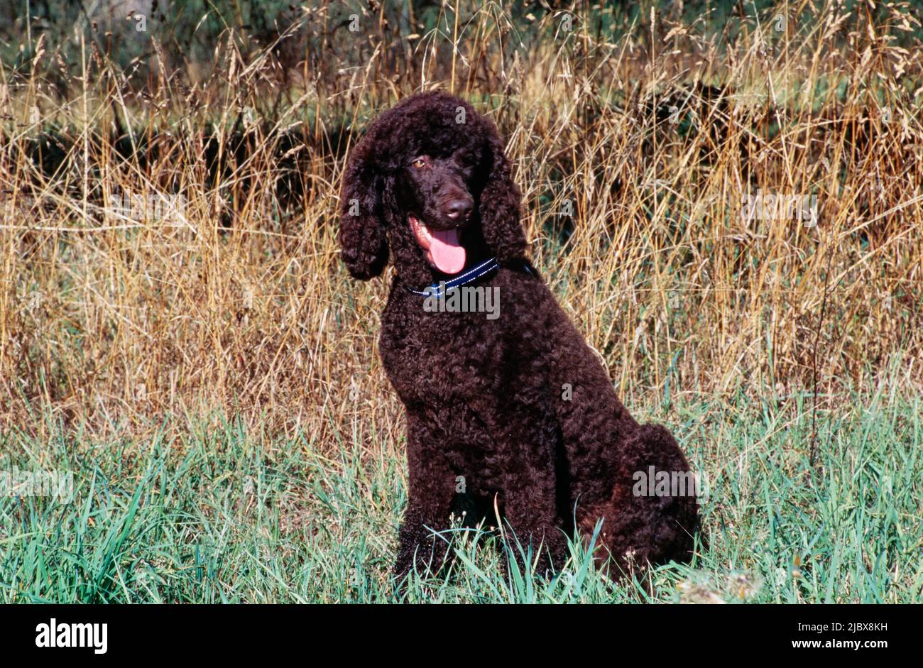 A standard poodle sitting in a field of tall grass Stock Photo - Alamy