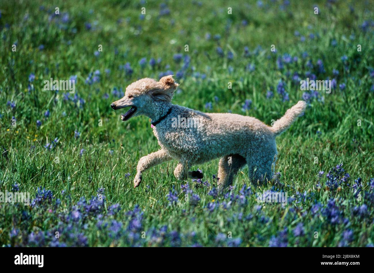 A standard poodle running through a field of grass and yellow and ...