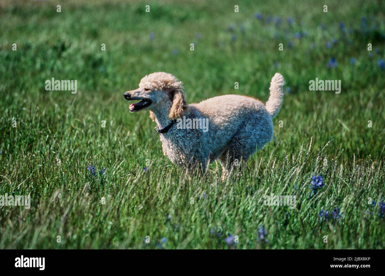 A standard poodle running through a field of grass and yellow and ...