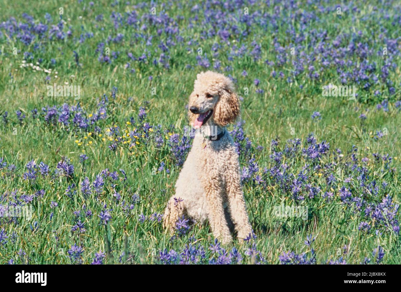 A standard poodle sitting in a field of grass and yellow and purple ...