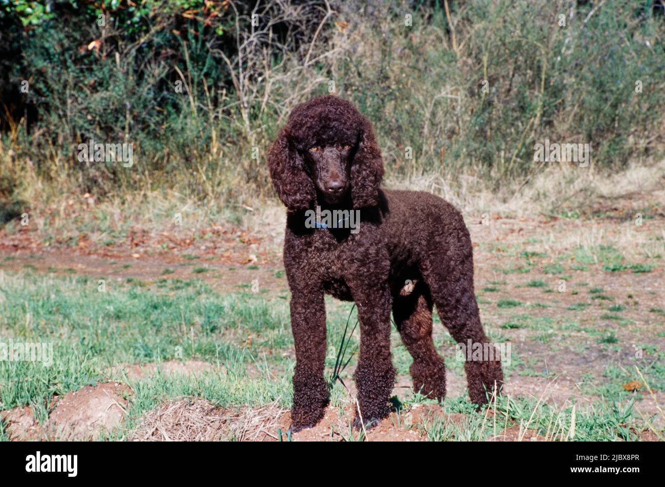 A standard poodle standing on a path Stock Photo - Alamy