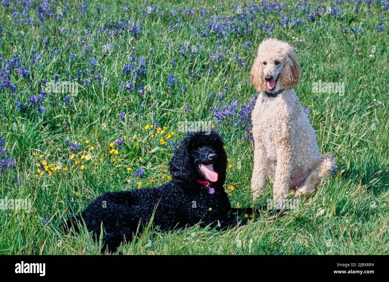 A pair of standard poodles sitting in a field of grass and yellow and ...