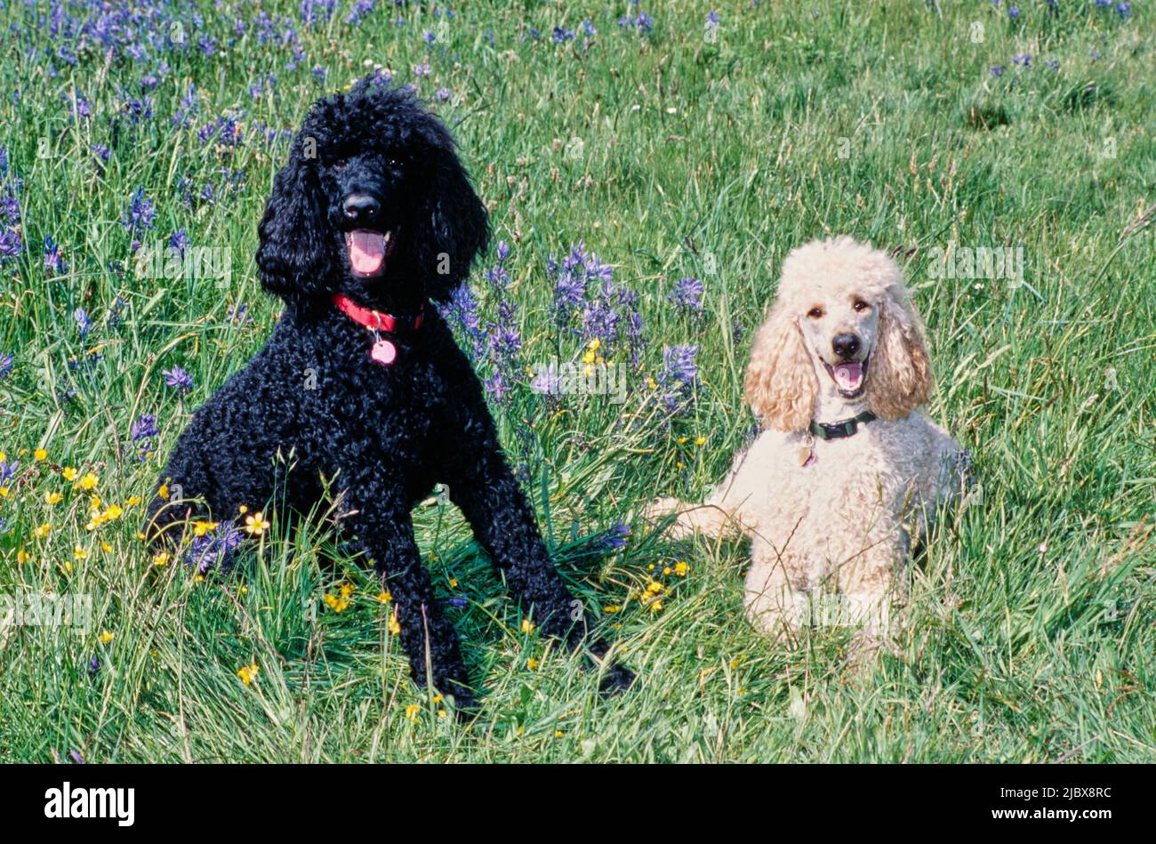 A pair of standard poodles sitting in a field of grass and yellow and ...