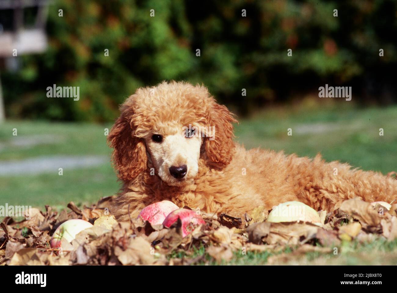 A standard poodle puppy laying in a pile of leaves Stock Photo - Alamy