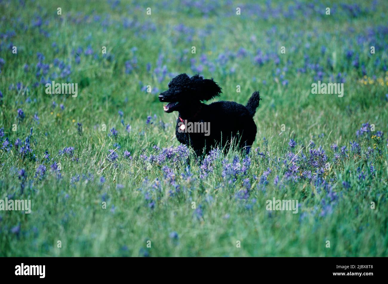 A standard poodle running through a field of grass and purple ...