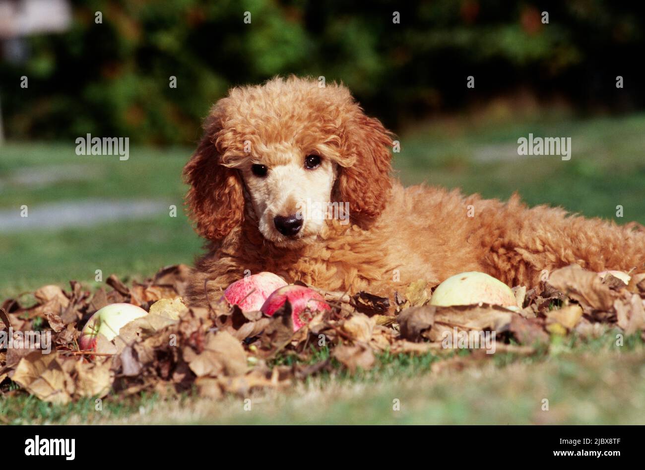 A standard poodle puppy laying in a pile of leaves Stock Photo - Alamy