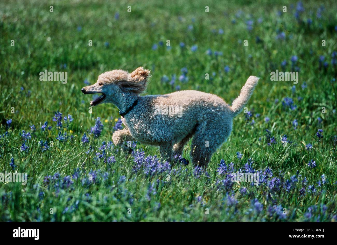 A standard poodle running through a field of grass and yellow and ...