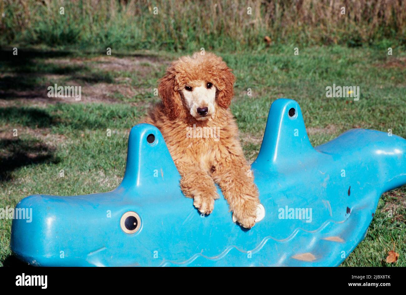 A standard poodle puppy resting its paws on a blue toy Stock Photo - Alamy
