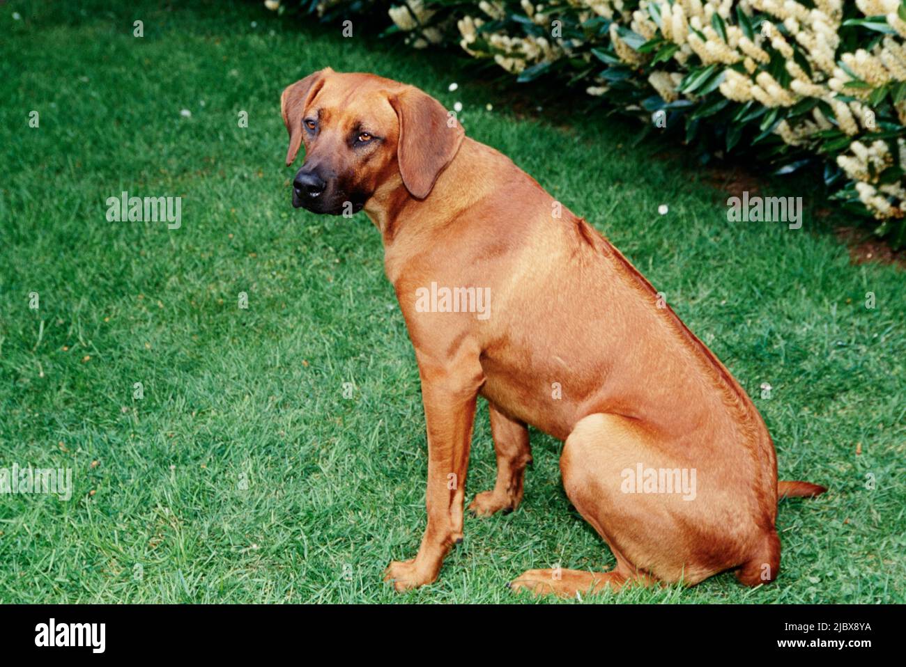 A Rhodesian Ridgeback dog sitting in green grass Stock Photo - Alamy