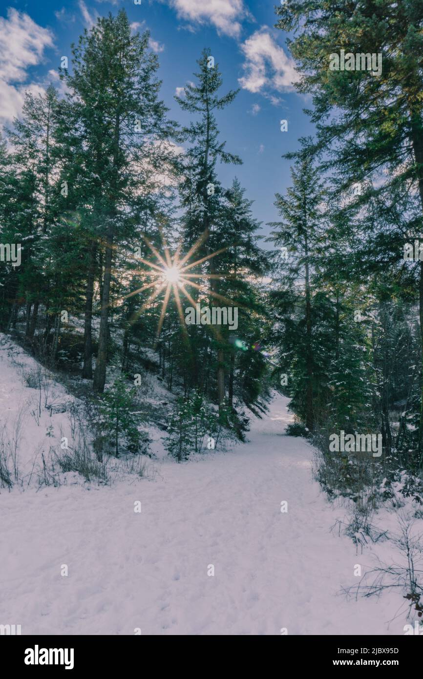 Snow covered walking trail in evergreen forest with late afternoon sun ...