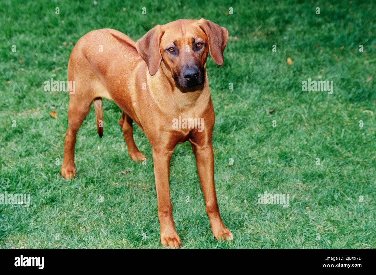 A Rhodesian Ridgeback dog standing in green grass Stock Photo - Alamy