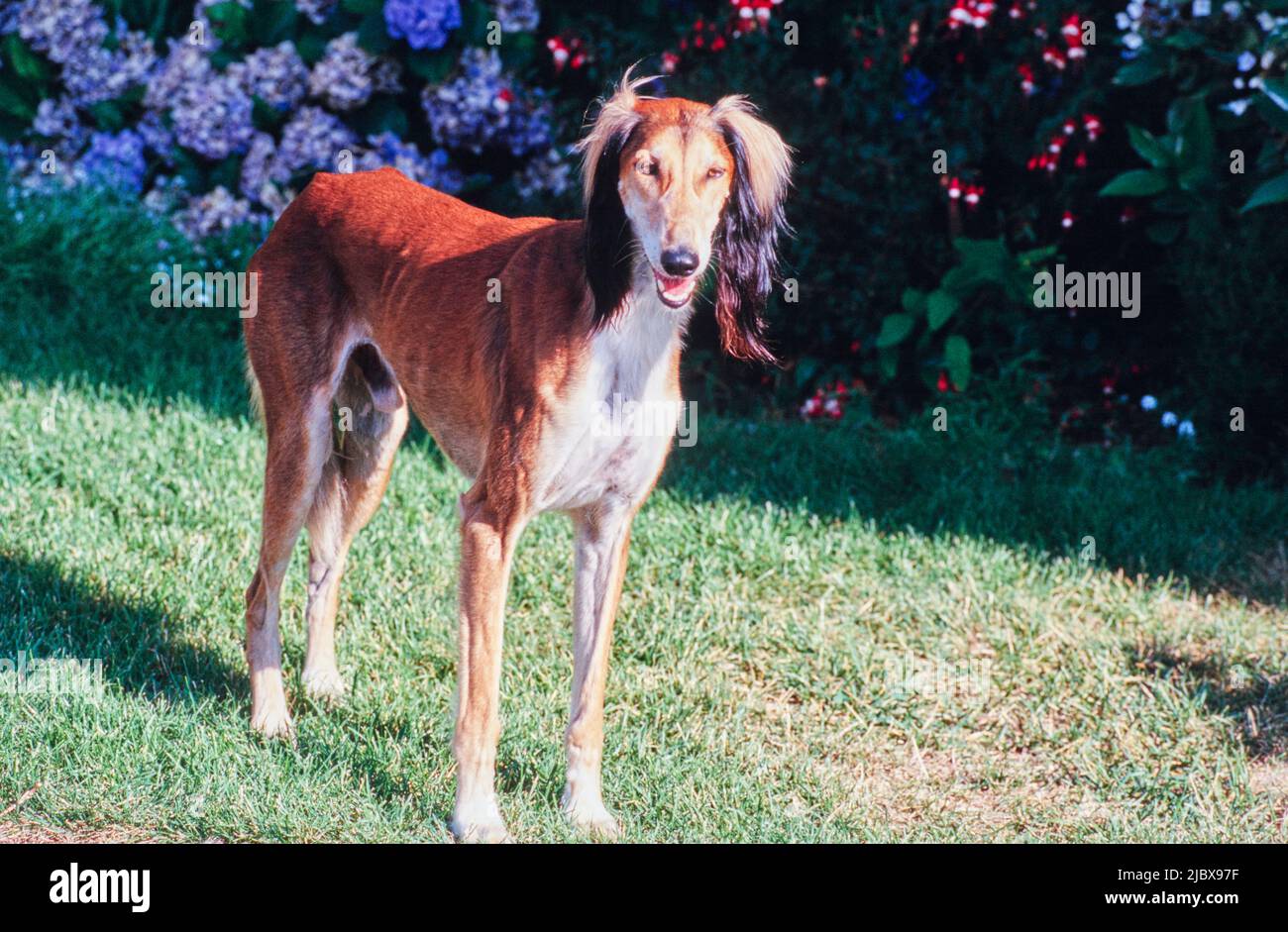 A Saluki dog standing in front of flower covered greenery Stock Photo - Alamy