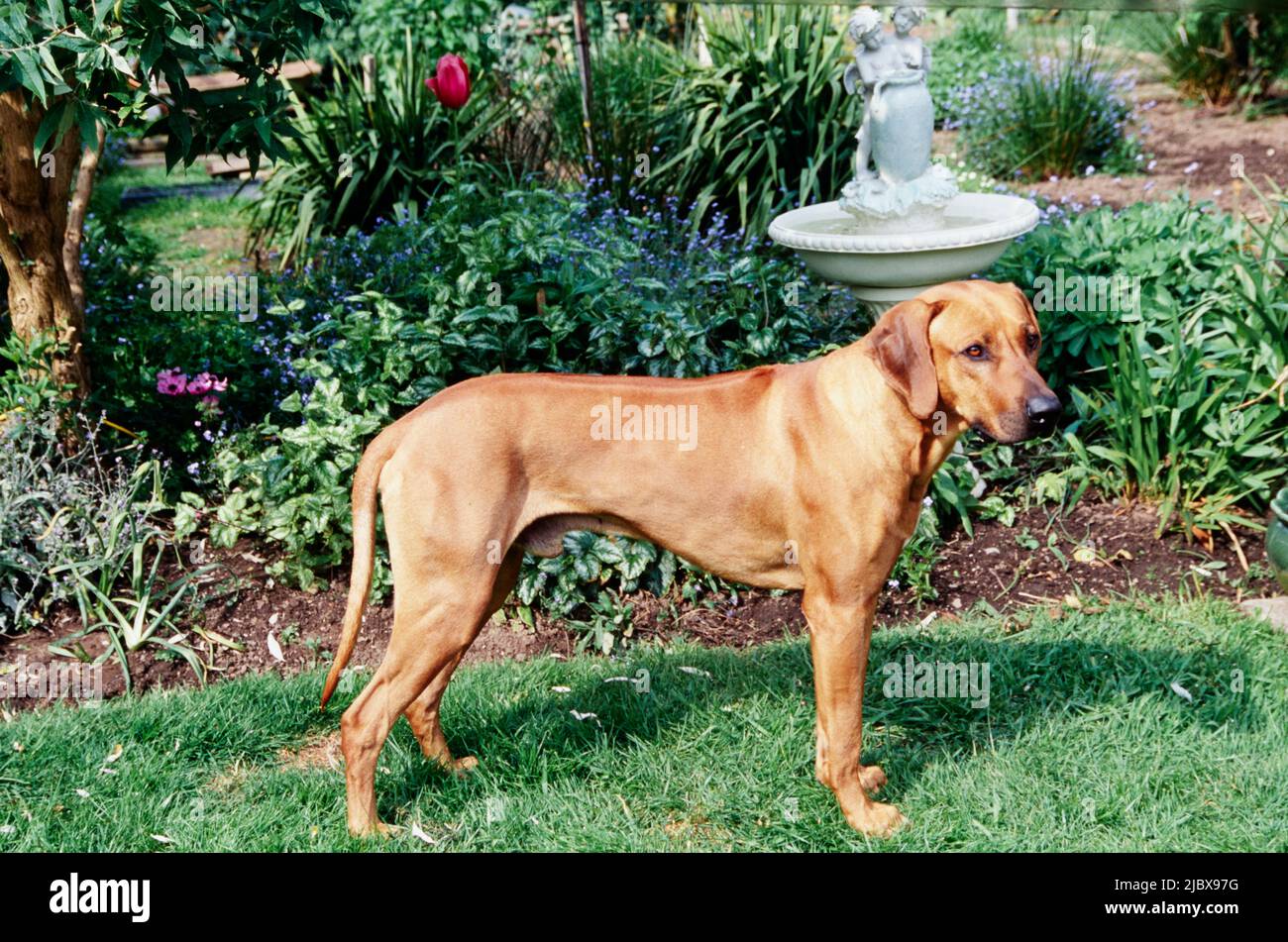 A Rhodesian Ridgeback dog standing in green grass in front of a garden ...