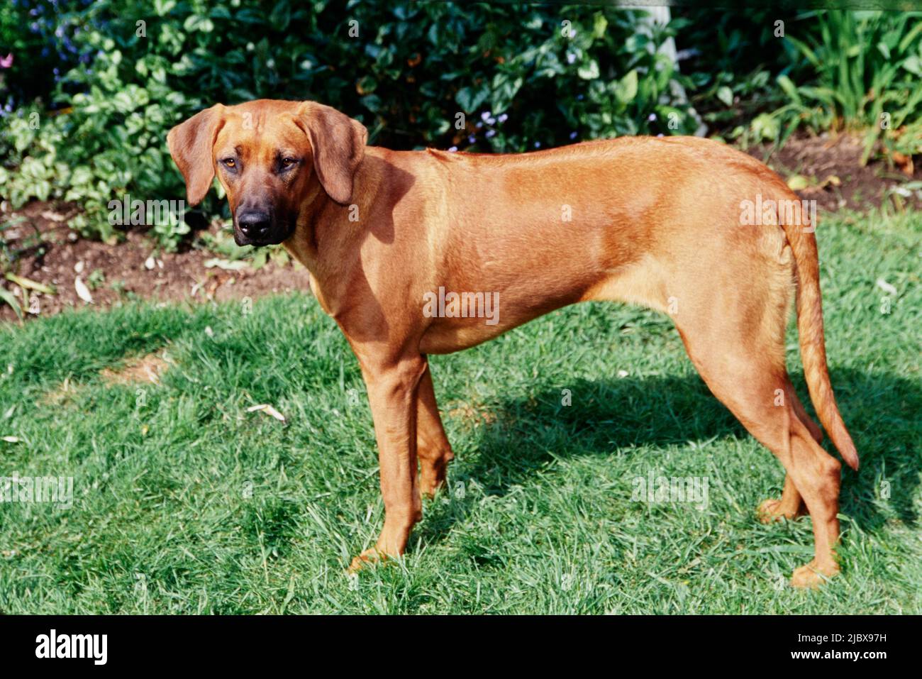 Rhodesian front hi-res stock photography and images - Alamy