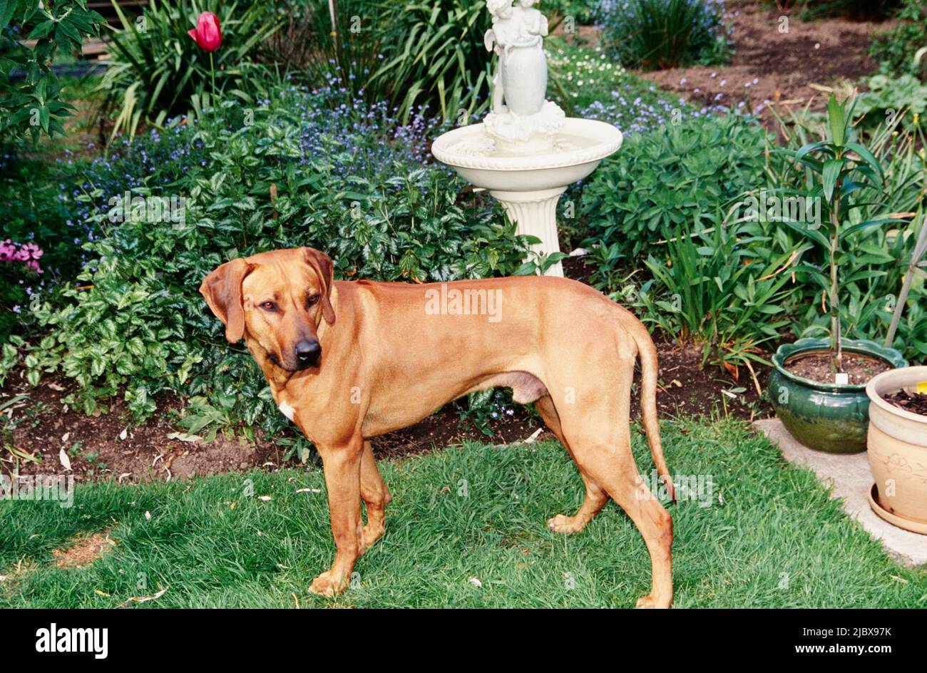 A Rhodesian Ridgeback dog standing in green grass in front of a garden ...
