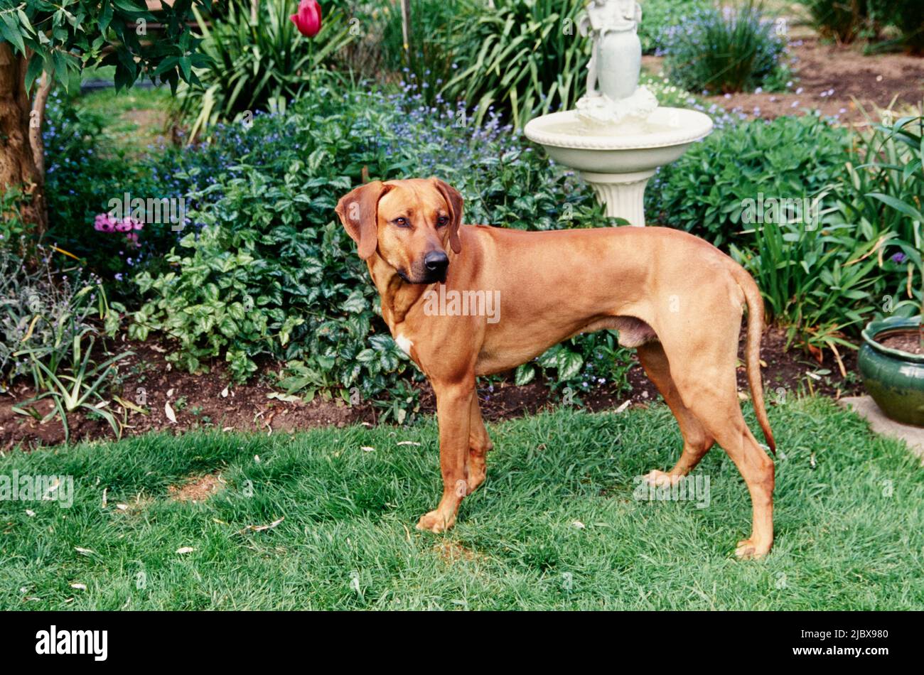 A Rhodesian Ridgeback dog standing in green grass in front of a garden ...