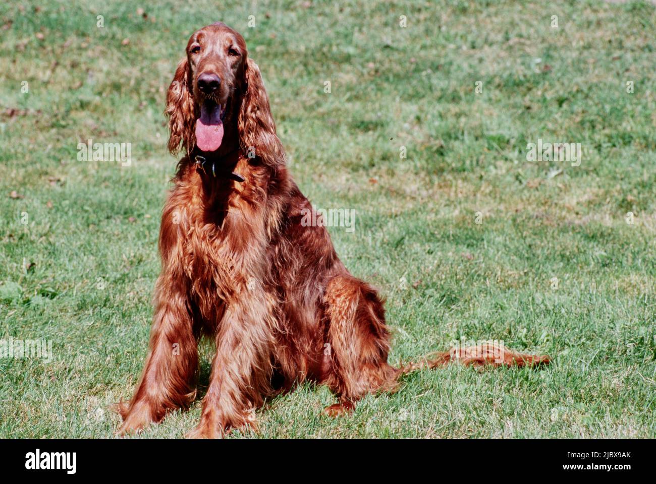 Irish field hi-res stock photography and images - Alamy