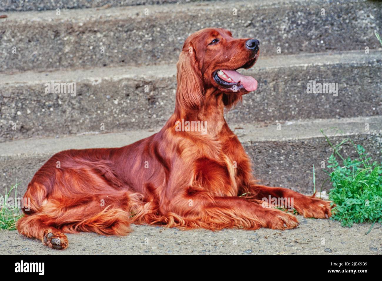 An Irish setter sitting at the bottom of some concrete stairs Stock ...